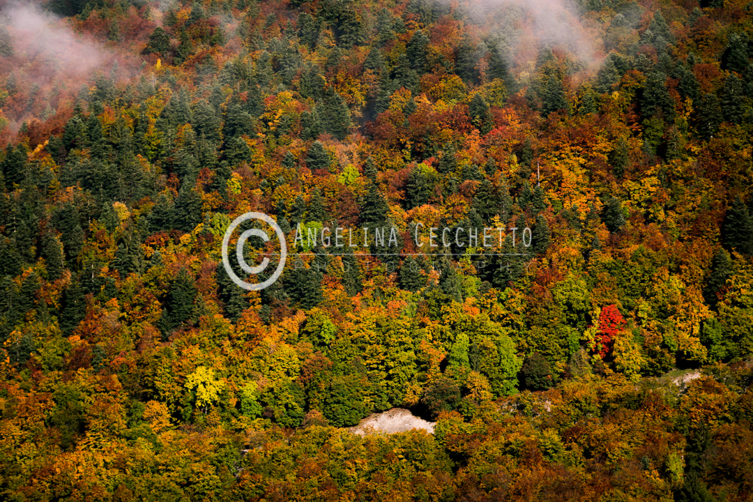 Autumn Foliage in Clouds with Red Tree Standing Out - Switzerland ...