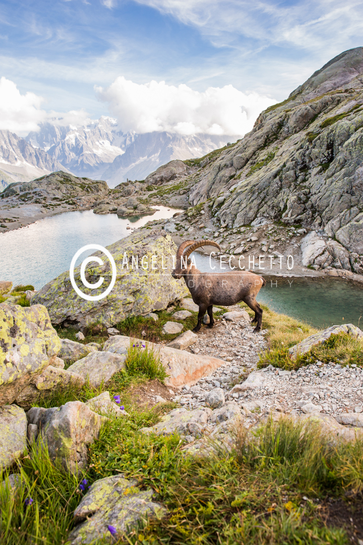 Wild Ibex Standing in front Iconic Mont-Blanc Lake - France | Angelina ...