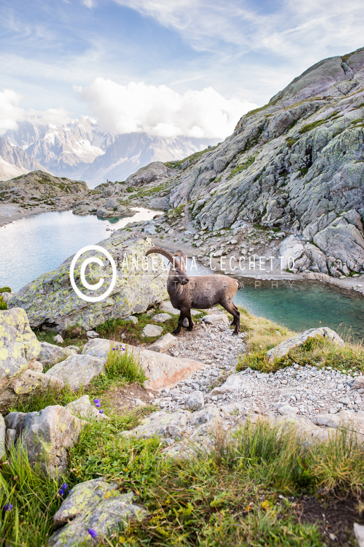 Wild Ibex Standing in front Iconic Mont-Blanc Lake - France | Angelina ...